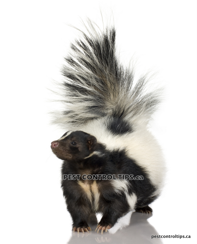 Skunk Removal Services in Toronto