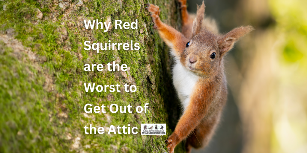 Getting Rid Of Red Squirrels