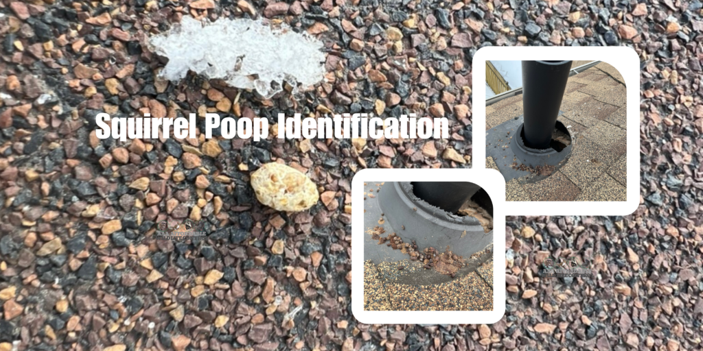 Squirrel Feces: How to Identify Squirrel Poop