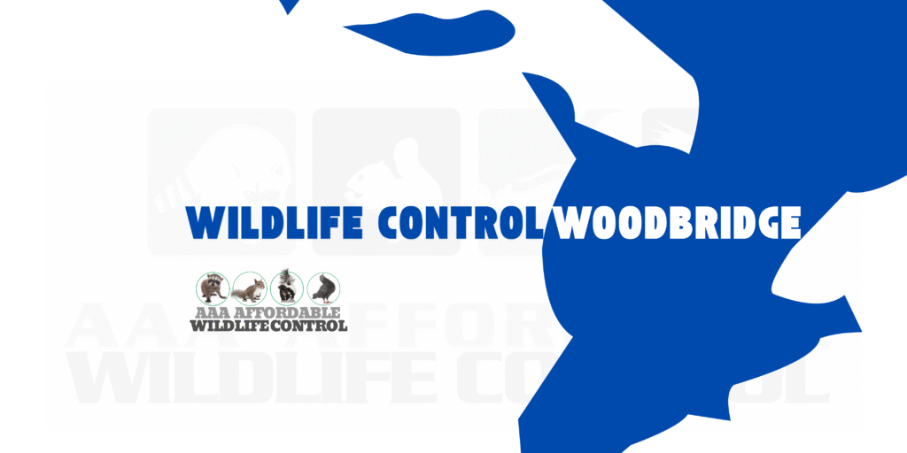 Wildlife Control Woodbridge | Affordable Wildlife Removal Services