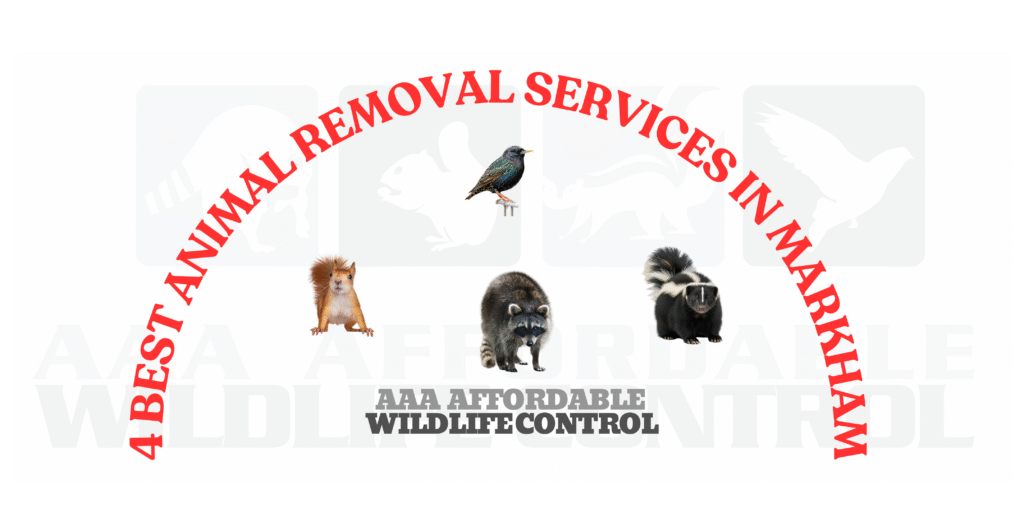 Our 4 Best Animal Removal Services in Markham